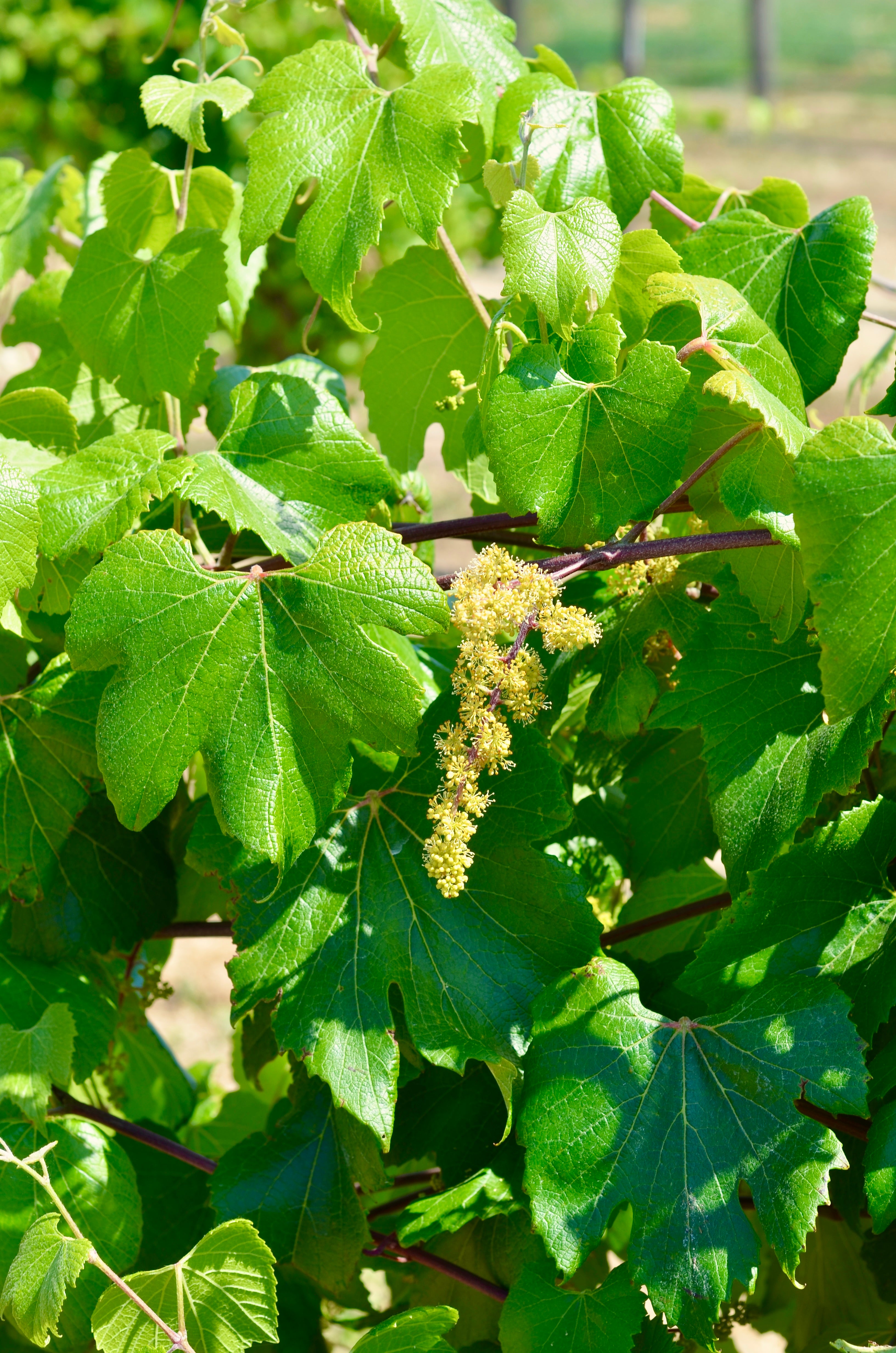 Genetic blueprint of wild grapes could help breed better grapes | UC Davis